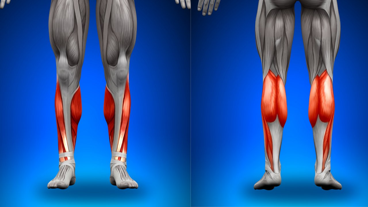 Phân biệt 10 nhóm cơ trên cơ thể để tập gym hiệu quả | AIA Vietnam